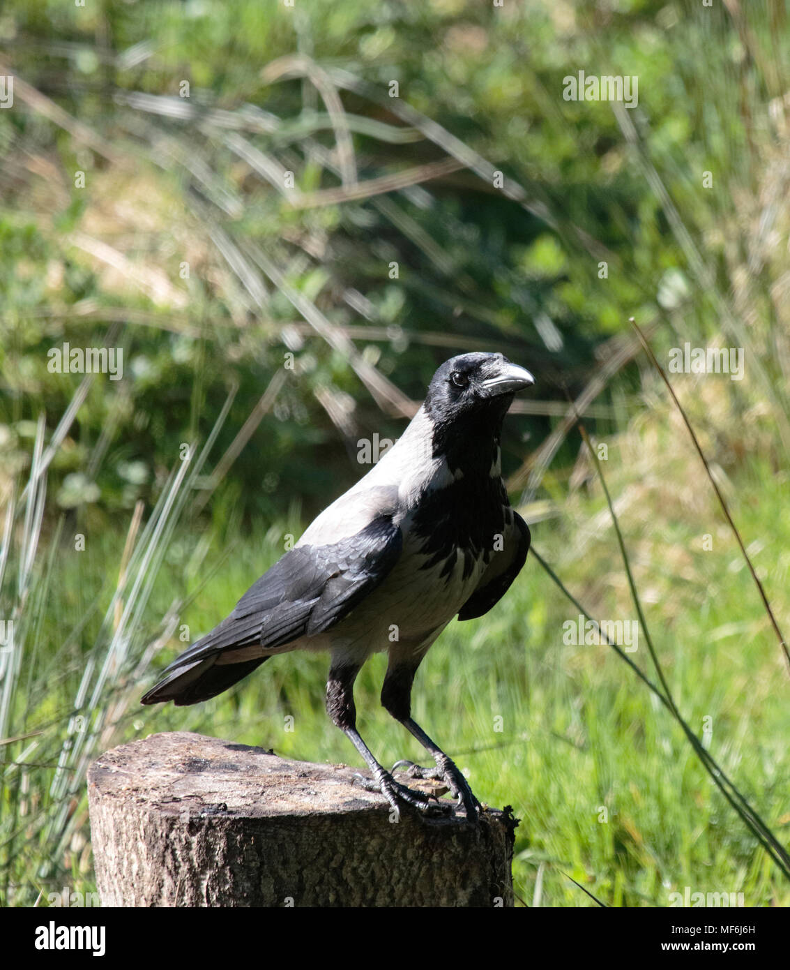 Crow family crows hi-res stock photography and images - Alamy