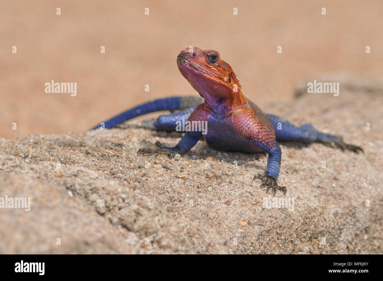 Rainbow lizard hi-res stock photography and images - Alamy