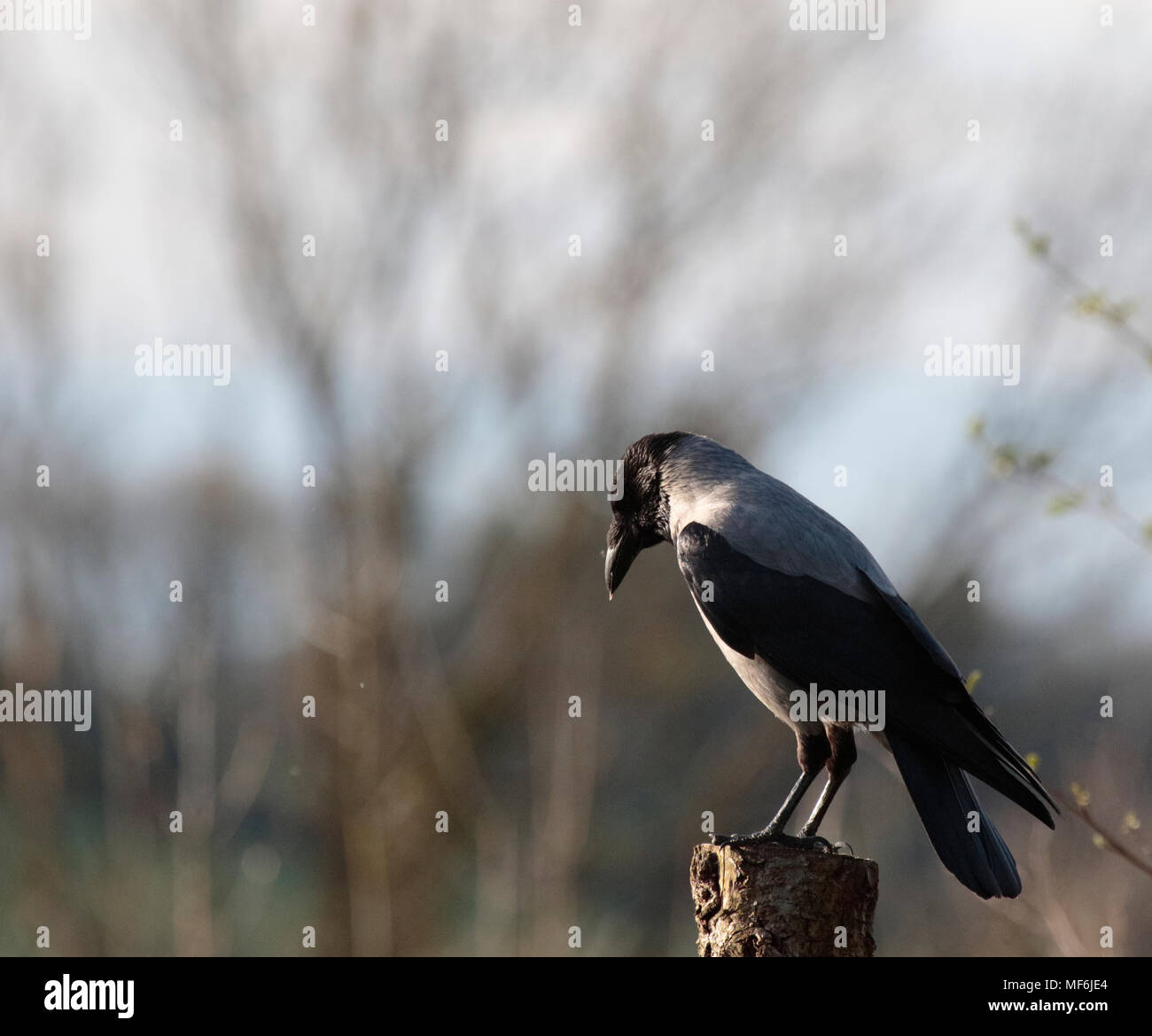 Crow family crows hi-res stock photography and images - Alamy