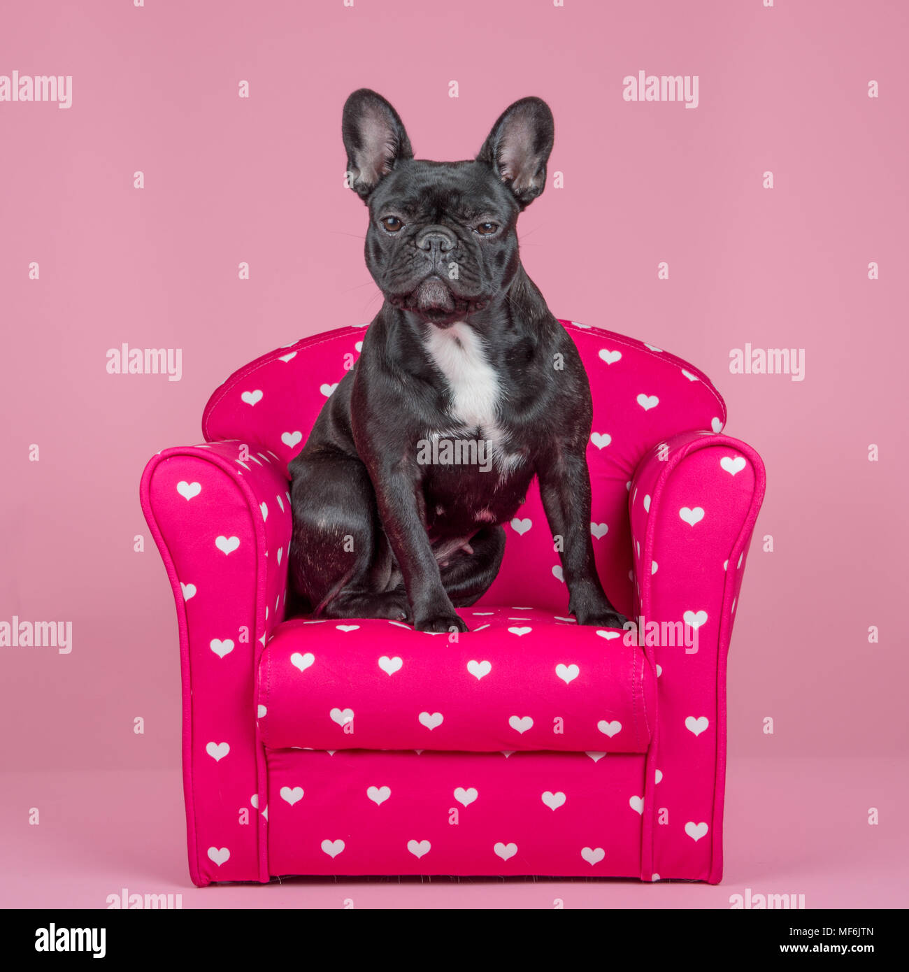 Cute French bulldog on a pink chair at a pink background Stock Photo ...