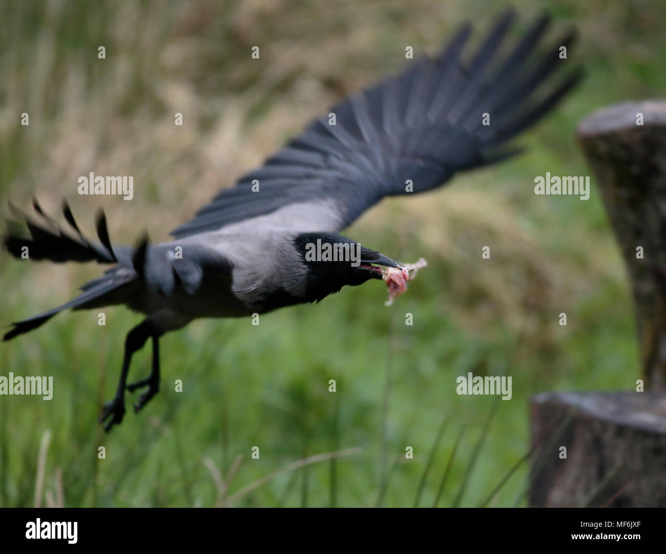 Long hooded hi-res stock photography and images - Alamy