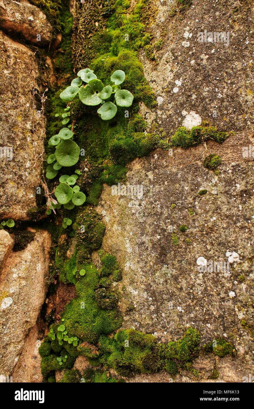 Colorful Lichen and moss on fountain stone in Alcaraz Stock Photo - Alamy
