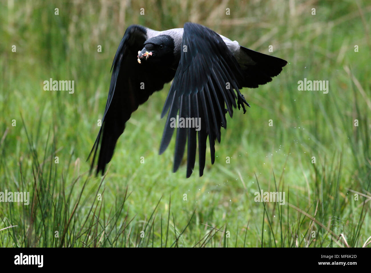 Crow rest hi-res stock photography and images - Alamy