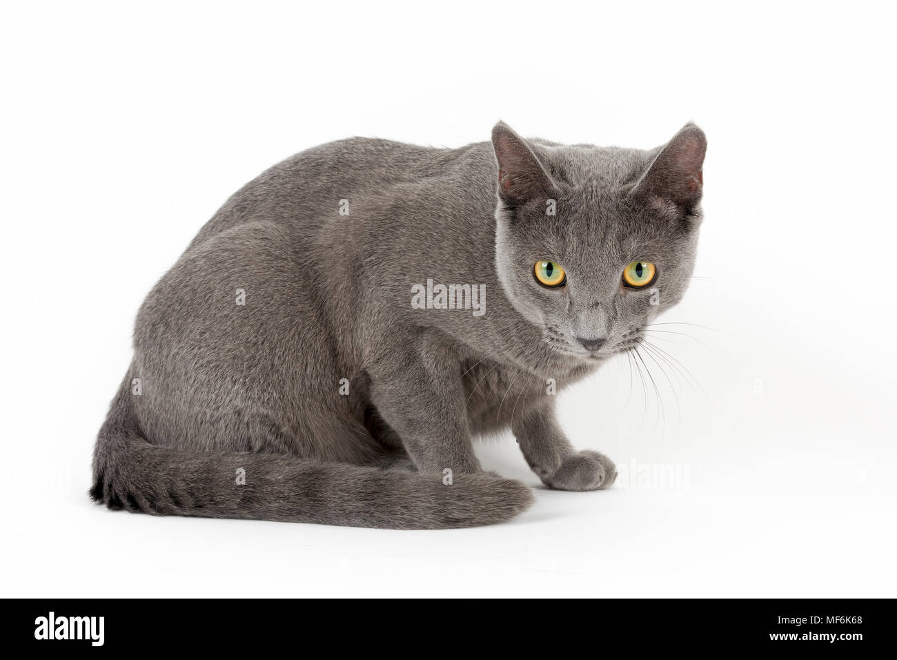 Purebred Cat Russian Blue (Felis silvestris catus), hangover, age 8 ...