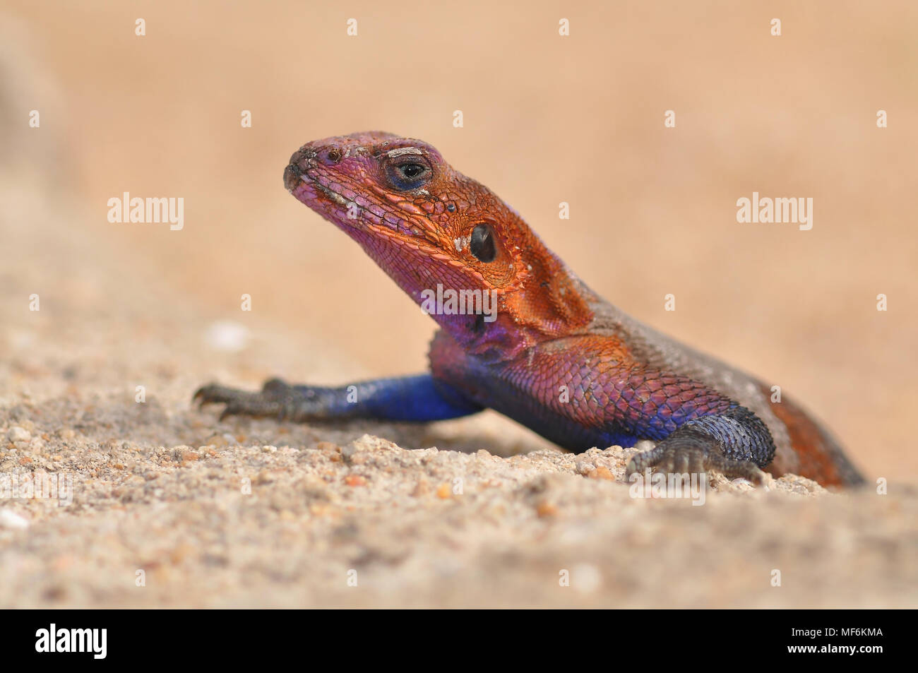 Rainbow lizard hi-res stock photography and images - Alamy