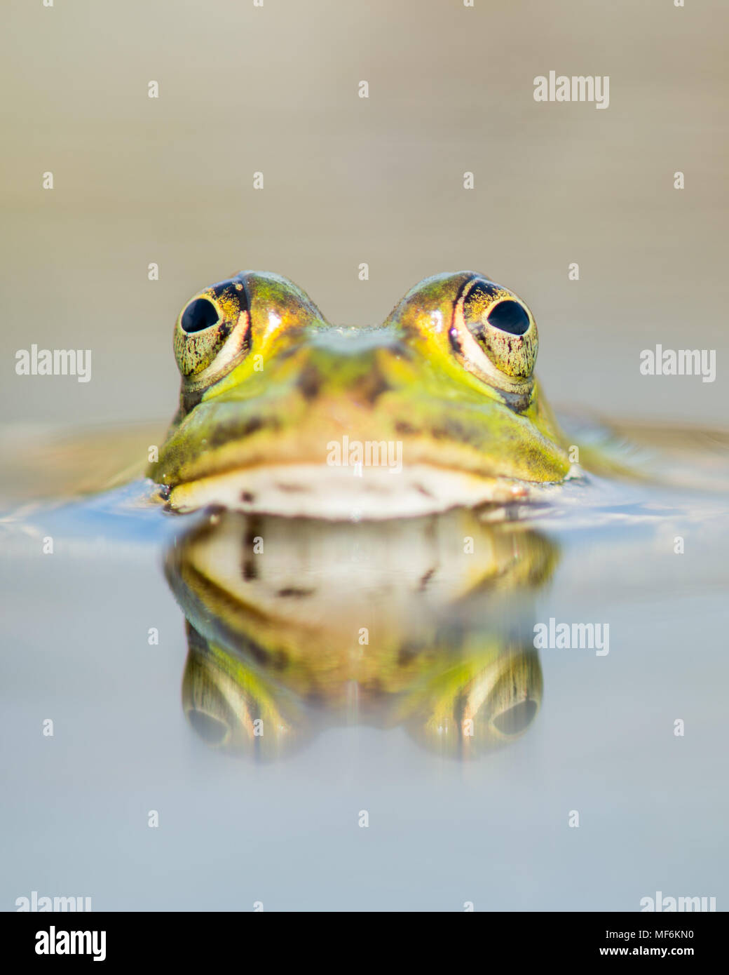 Green frog lying in water seen from the front with its reflection in ...