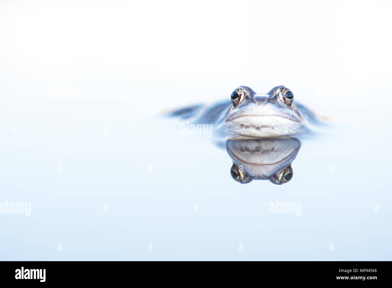 Blue male moor frog lying in the water with its reflection in the water ...