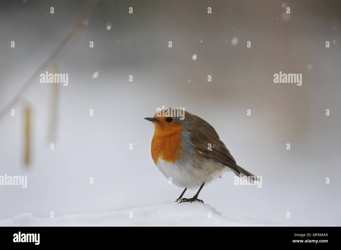 Robin falling snowflakes Stock Photo - Alamy