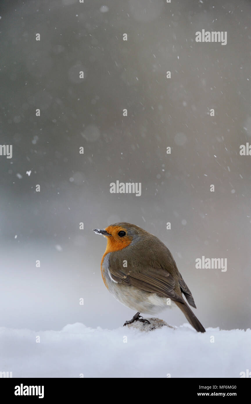 Robin falling snow Stock Photo - Alamy