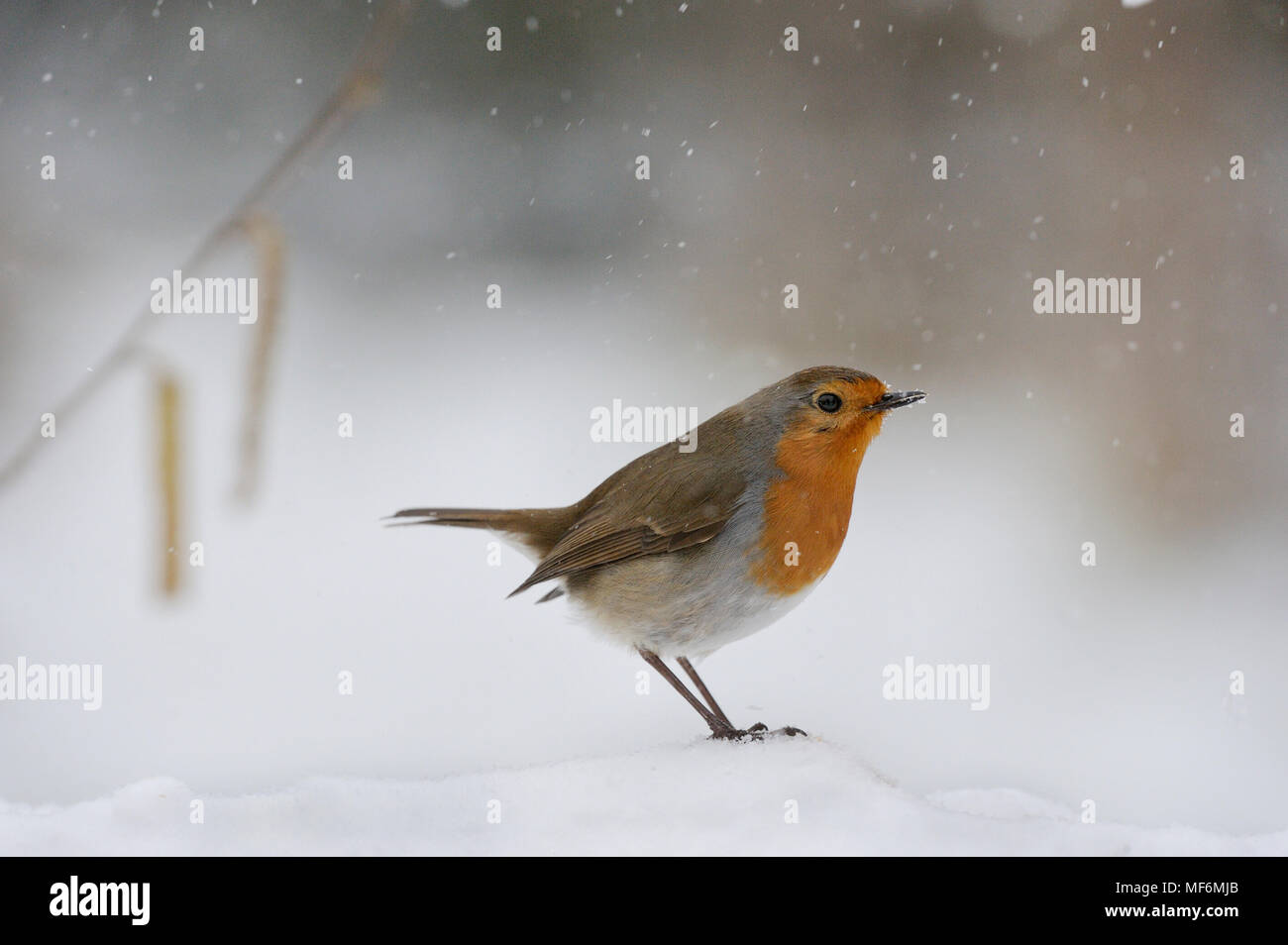 Robin falling snow Stock Photo - Alamy