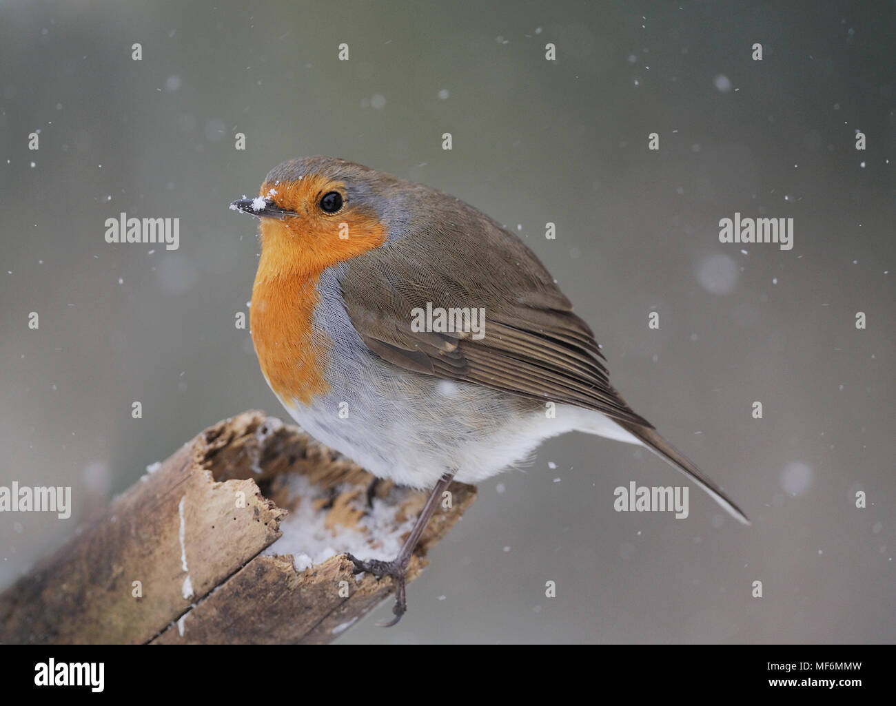 Robin on log in falling snow Stock Photo - Alamy