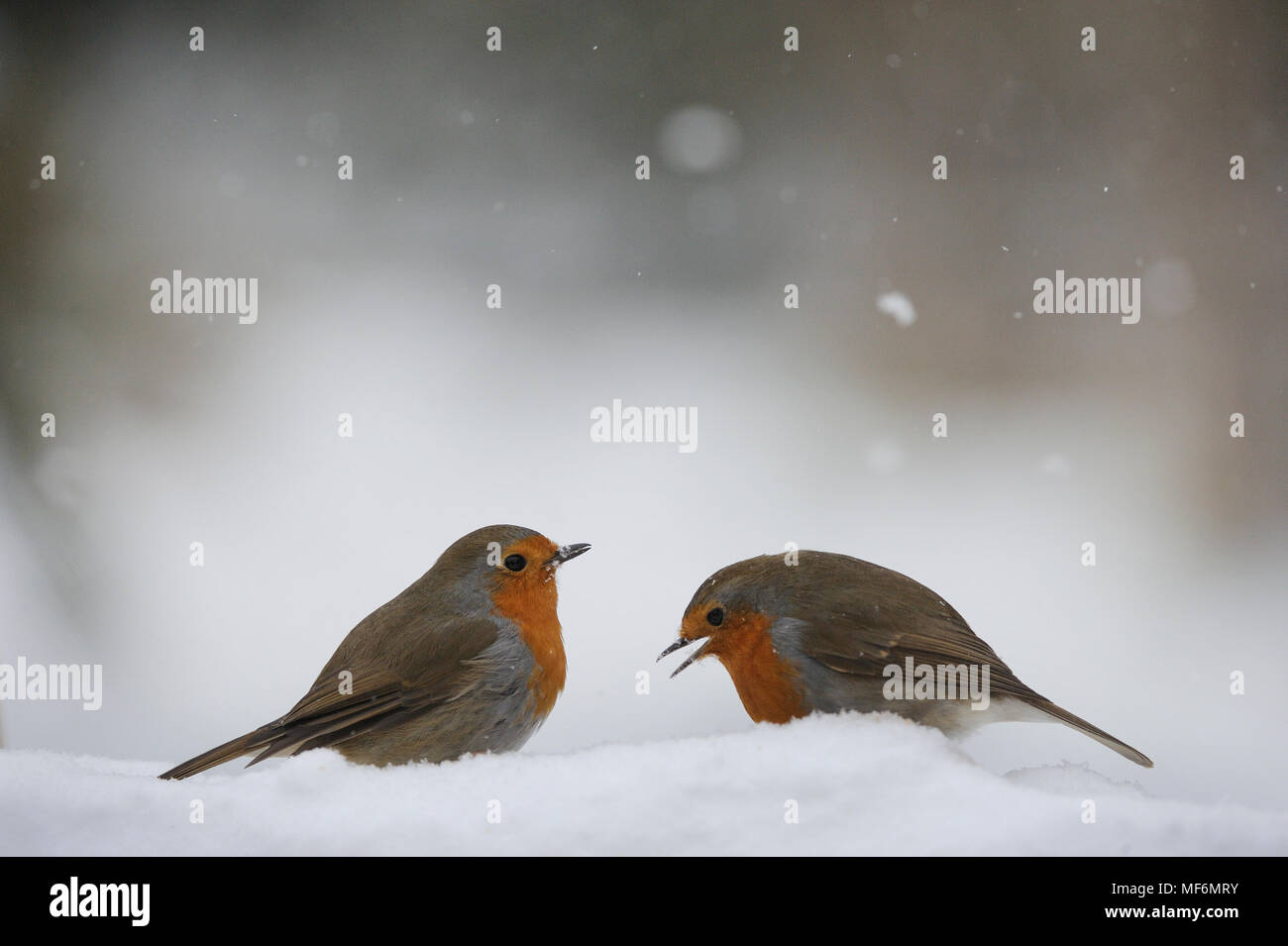 Robin pair, with one bird calling to the other in falling snow Stock ...