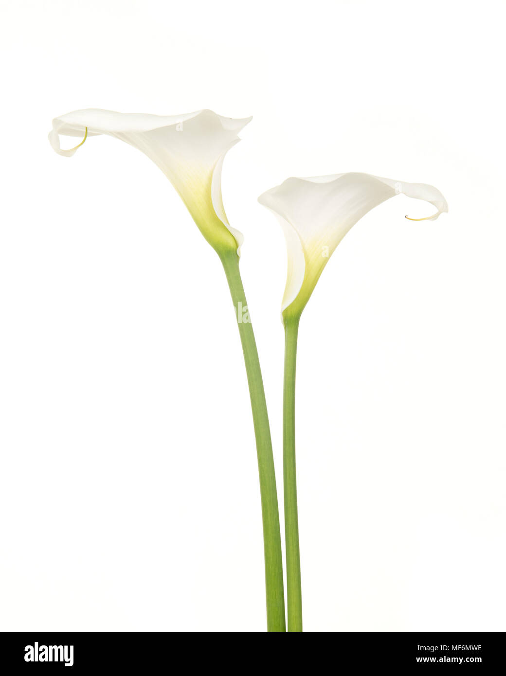 Two pretty white calla lilies isolated on a white background Stock ...