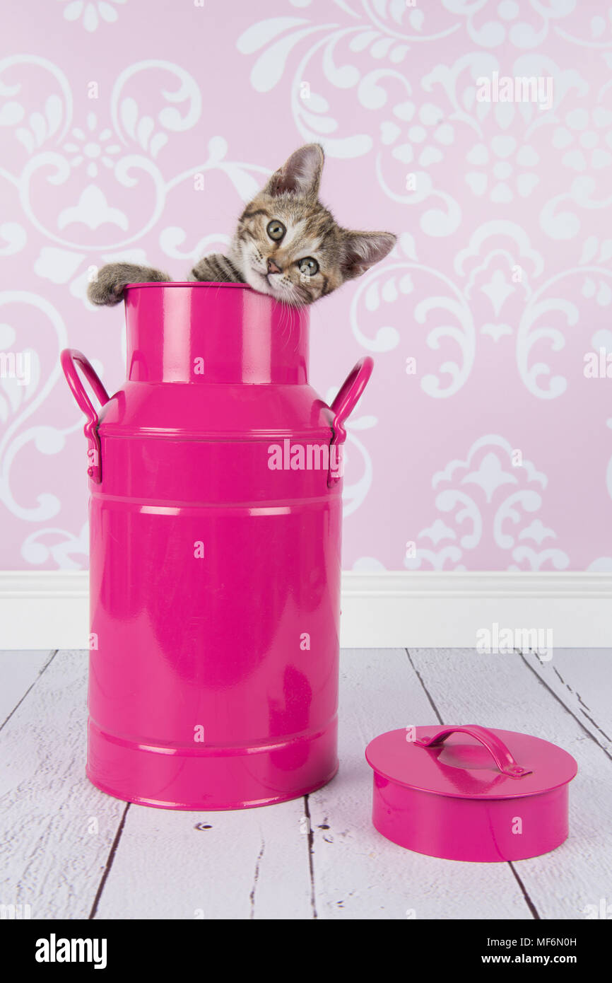 Young tabby cat kitten in a pink milk can in a living room setting with ...