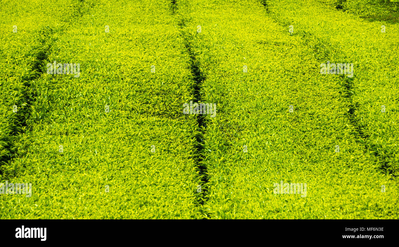 Cameron highlands tea plantations hi-res stock photography and images ...