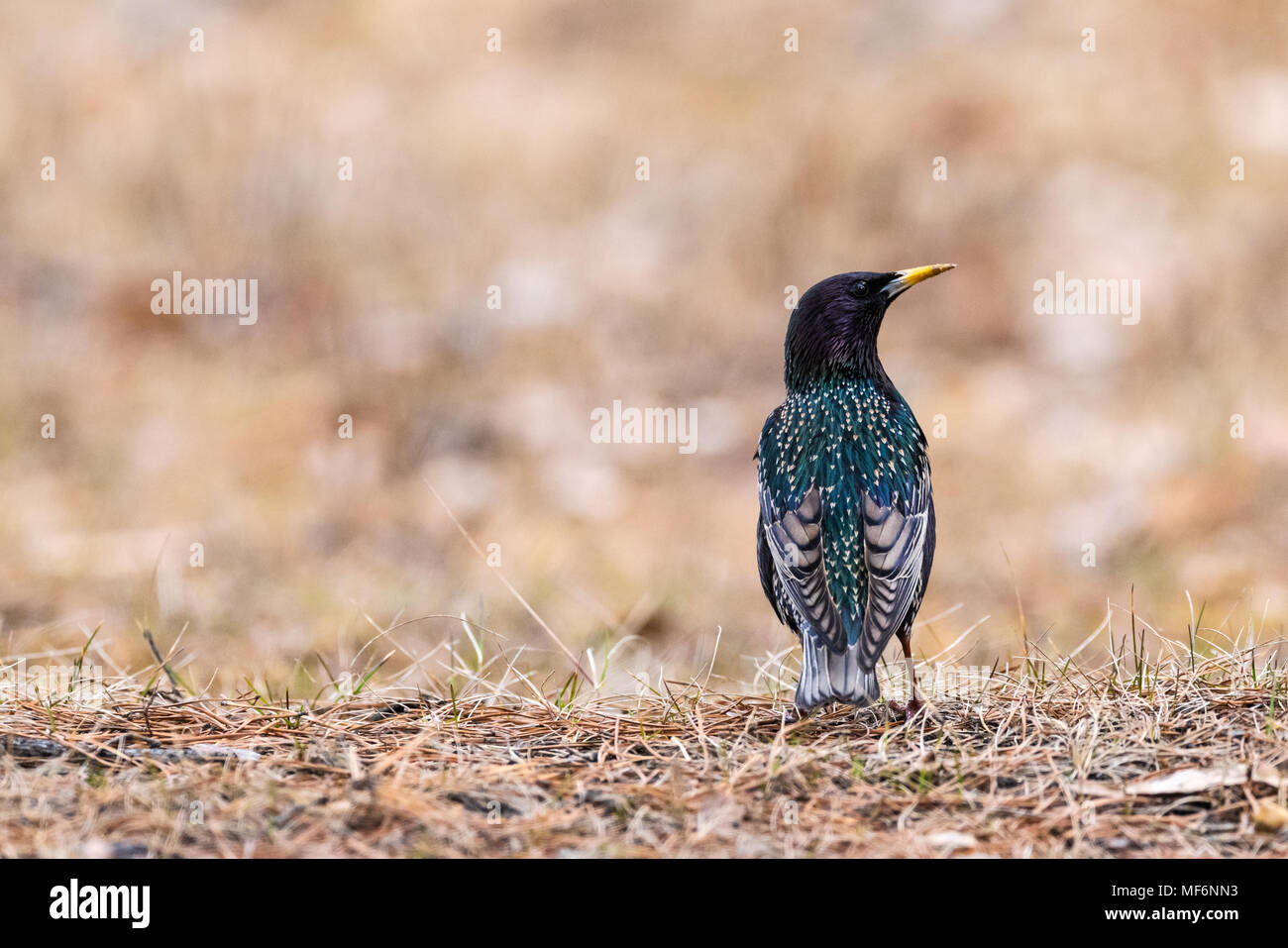 European_starling hi-res stock photography and images - Alamy