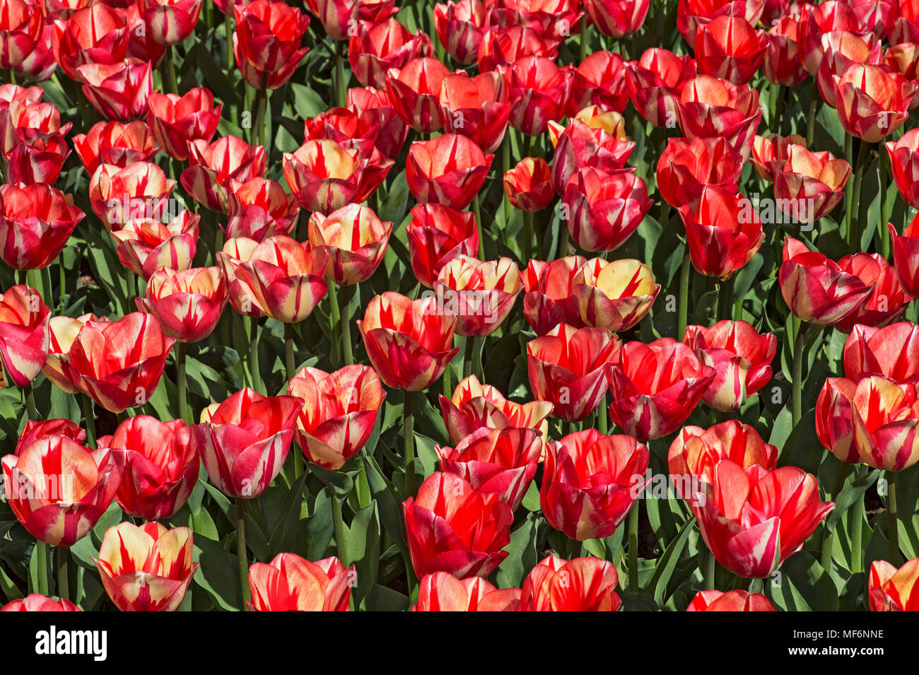 Break field hi-res stock photography and images - Alamy