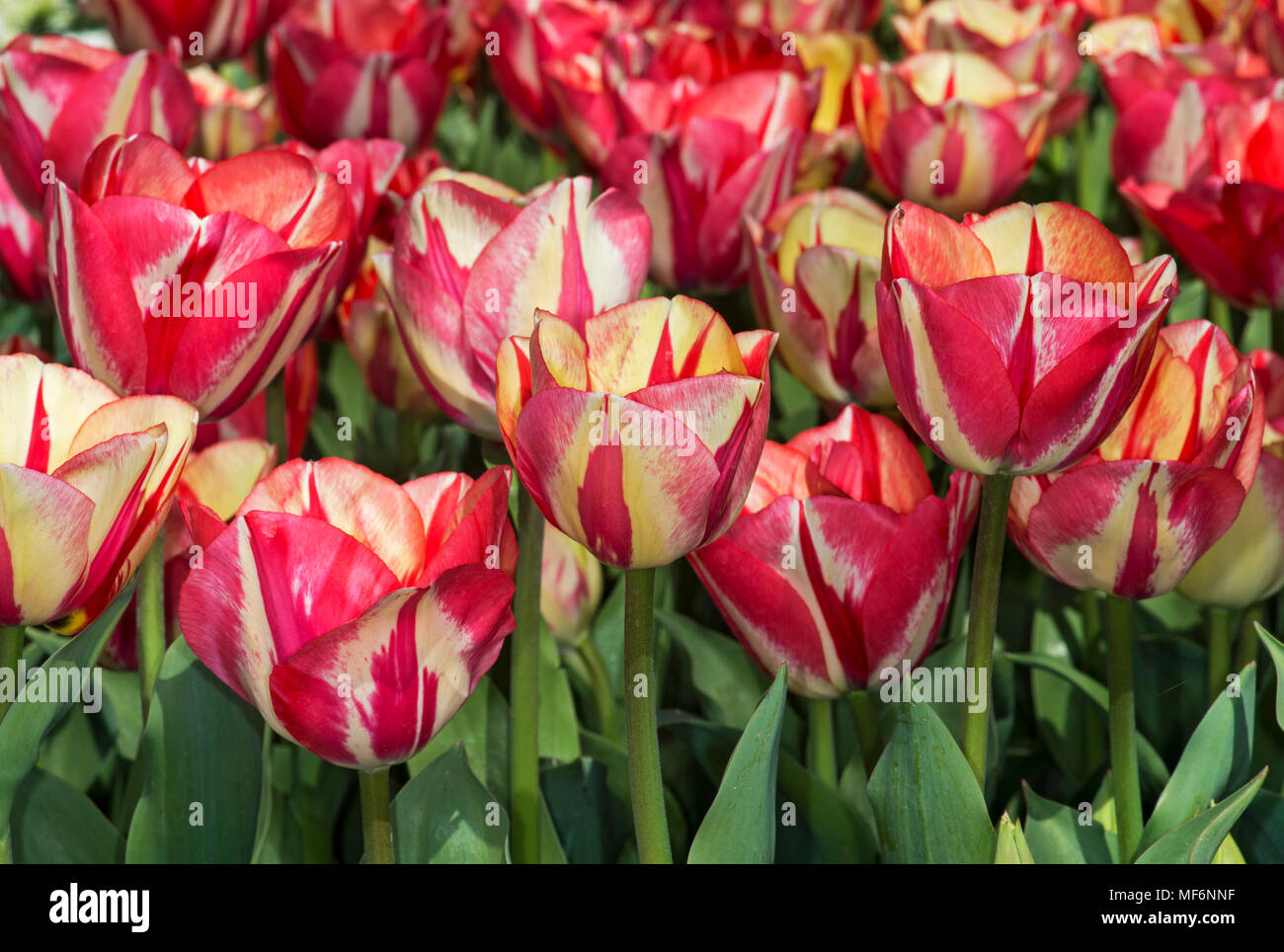 Tulip spryng break hi-res stock photography and images - Alamy