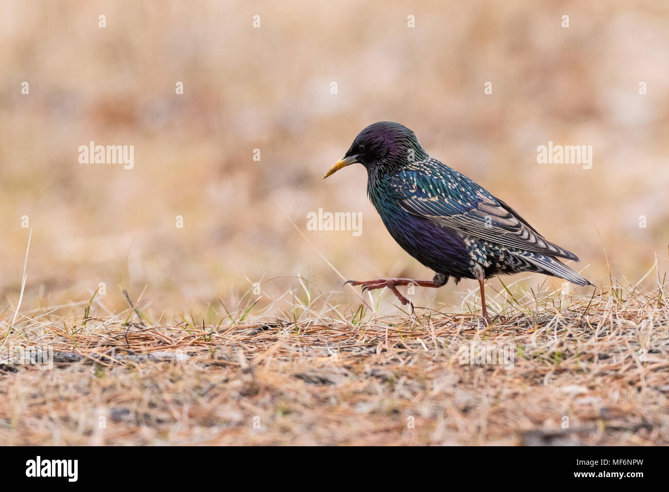 European_starling hi-res stock photography and images - Alamy