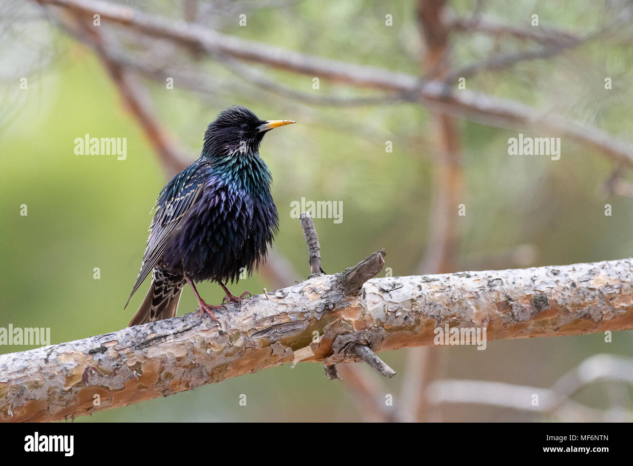 European_starling hi-res stock photography and images - Alamy