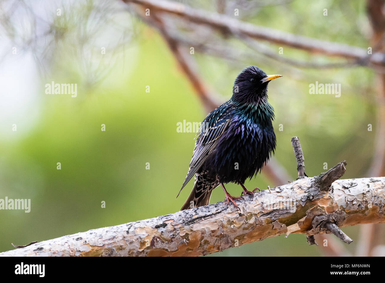 Ordinary starling. Sturnus vulgaris. In the wild in April. Russia ...