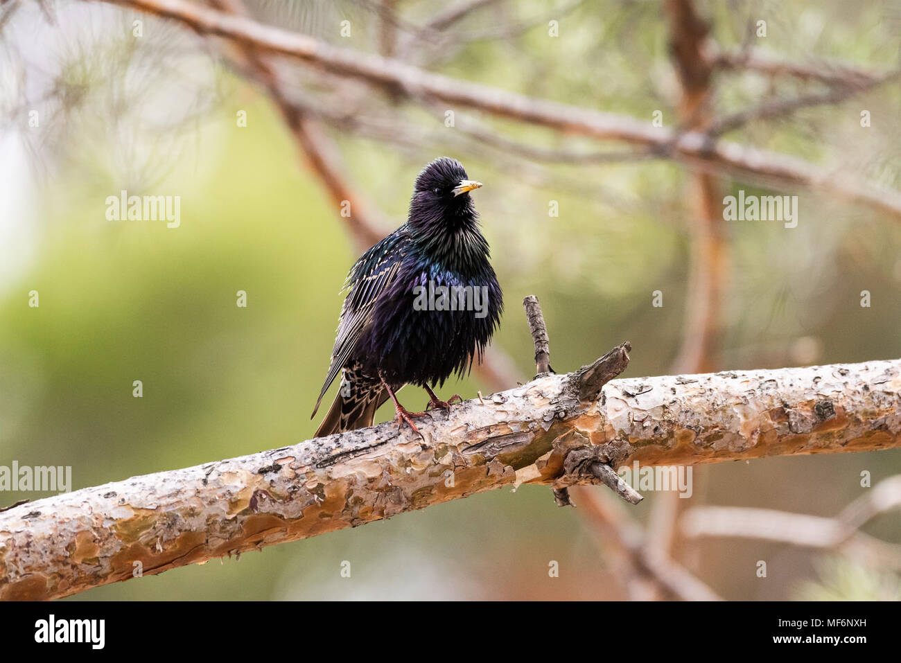 Ordinary starling. Sturnus vulgaris. In the wild in April. Russia ...