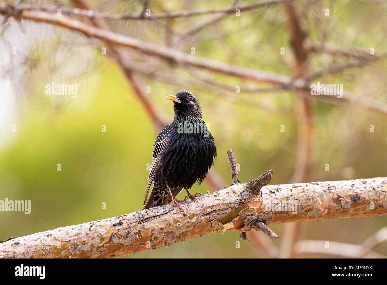 Ordinary starling. Sturnus vulgaris. In the wild in April. Russia ...