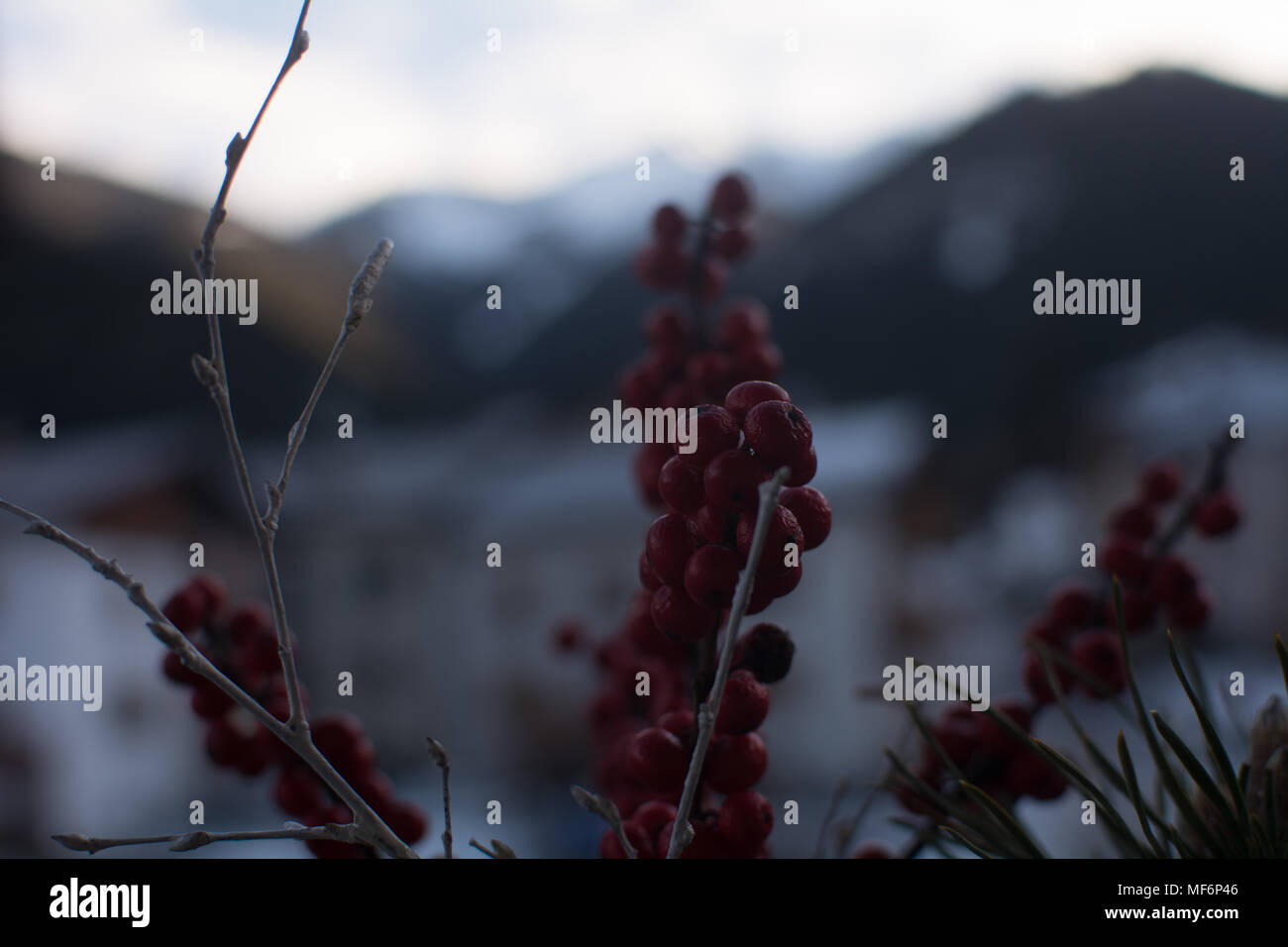 red mountain berries with a mountain view Stock Photo - Alamy