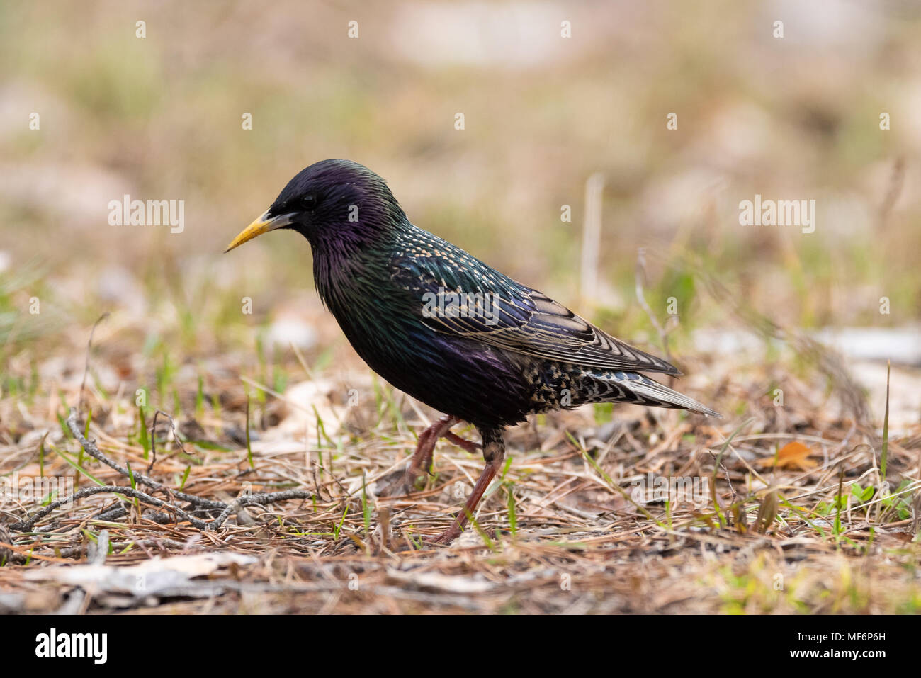 European_starling hi-res stock photography and images - Alamy
