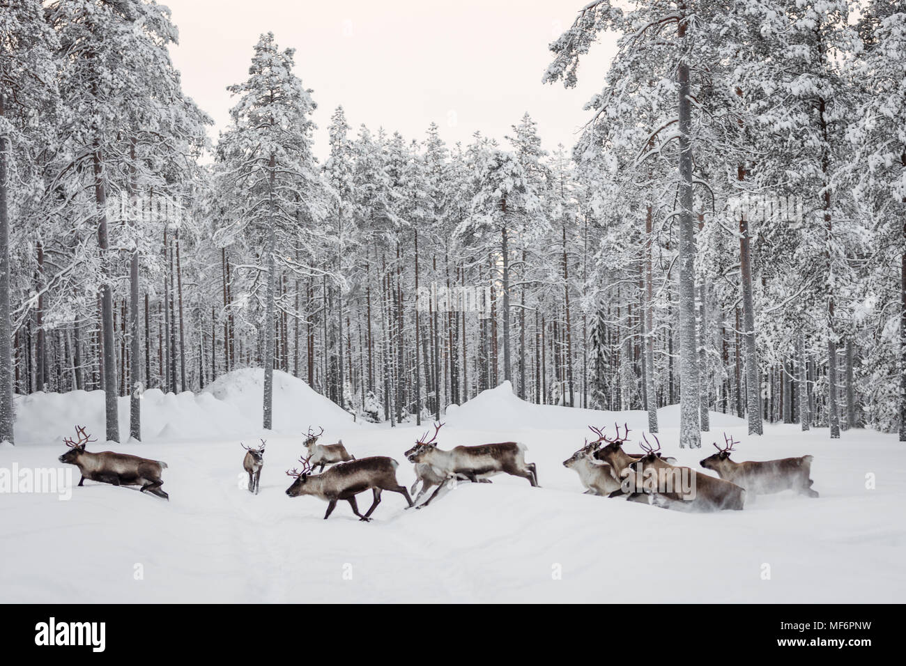 A group of reindeer running through a snowy forest Stock Photo - Alamy