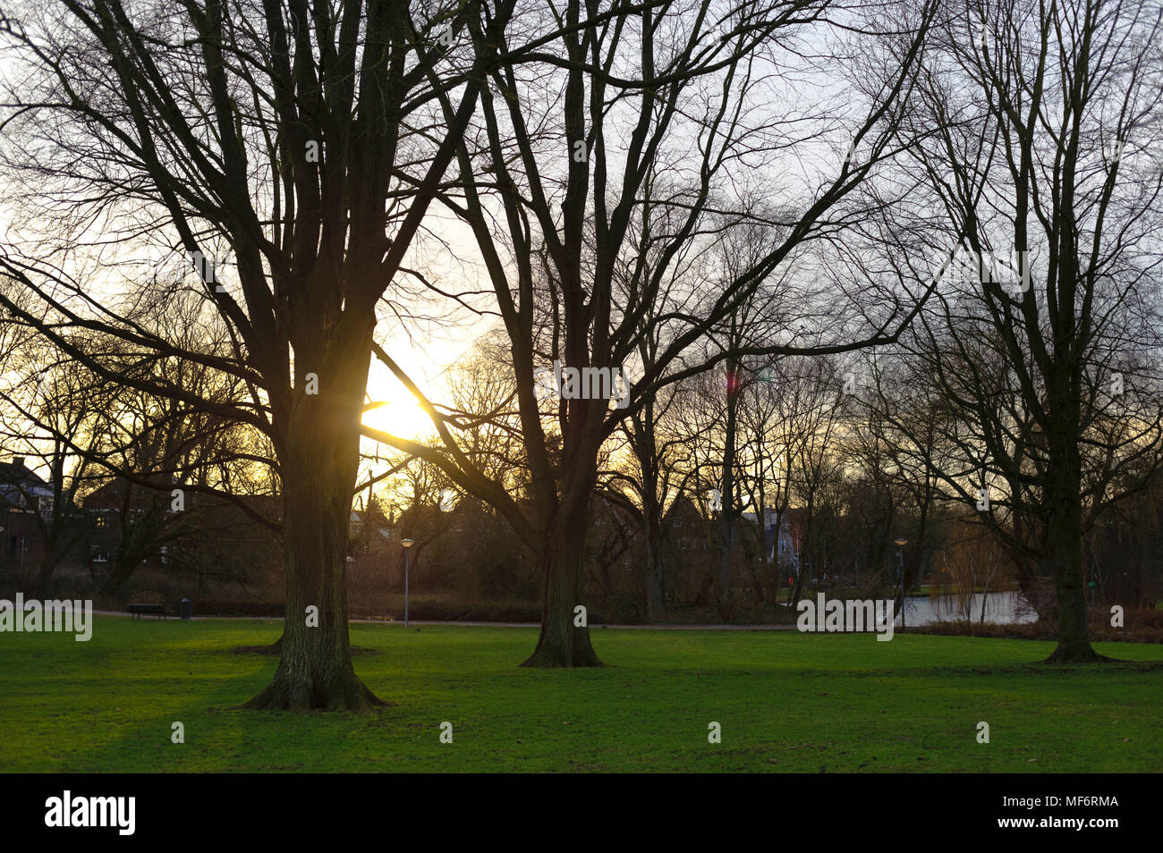 Sunset light through the trees in park in thee evening Stock Photo - Alamy