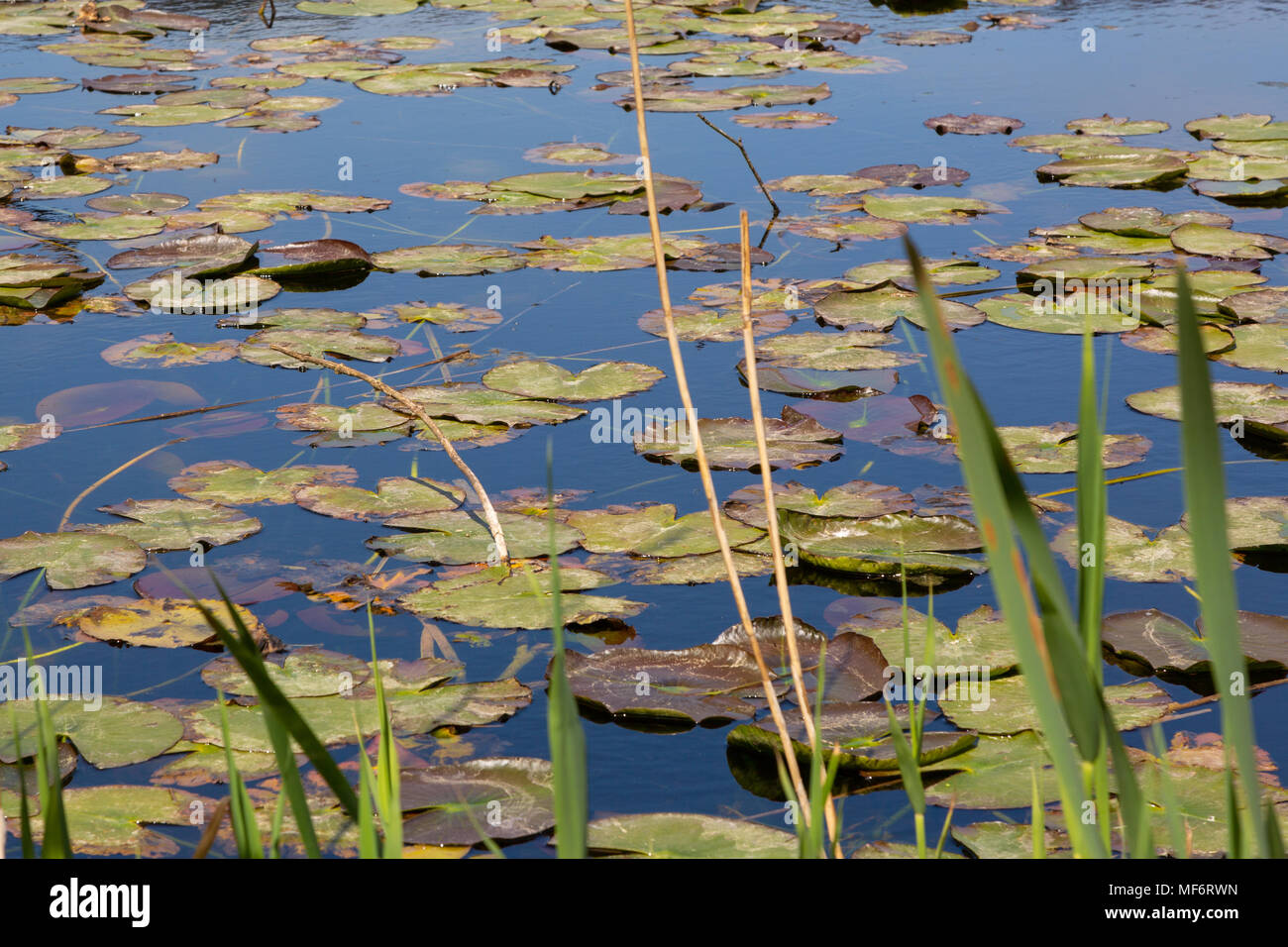 Naples (Italy) - The Cratere degli Astroni Nature Reserve is one of the ...