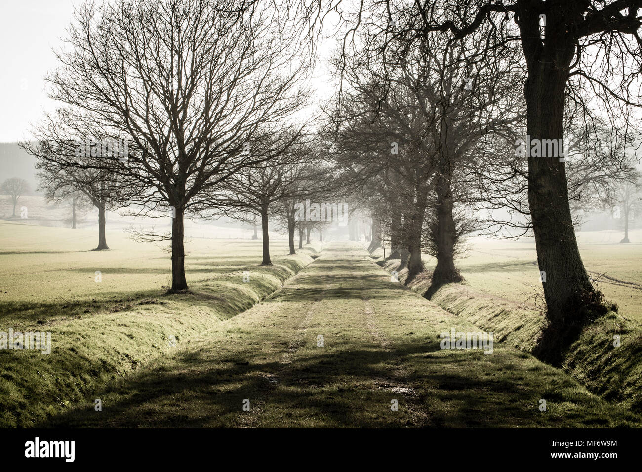 Misty avenue of trees Stock Photo - Alamy