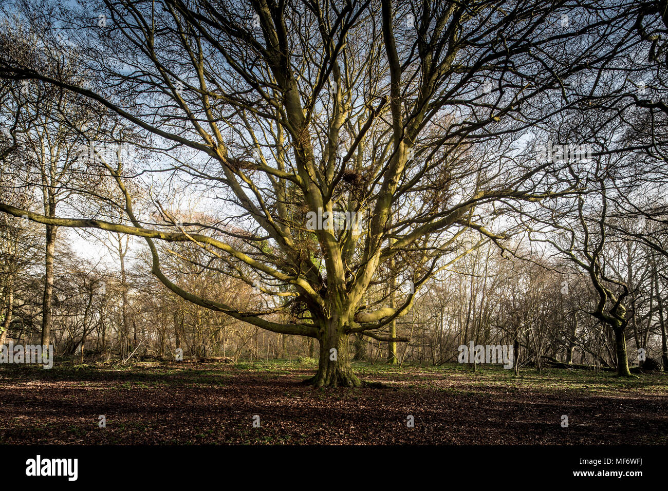 Pollarded beech tree hi-res stock photography and images - Alamy