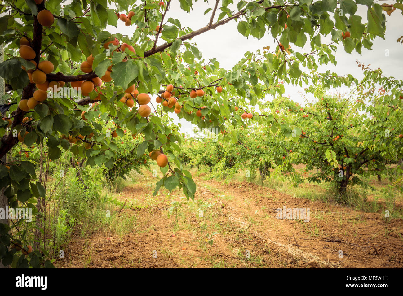 Apricot orchard. Field with apricot trees and a dirt path Stock Photo ...