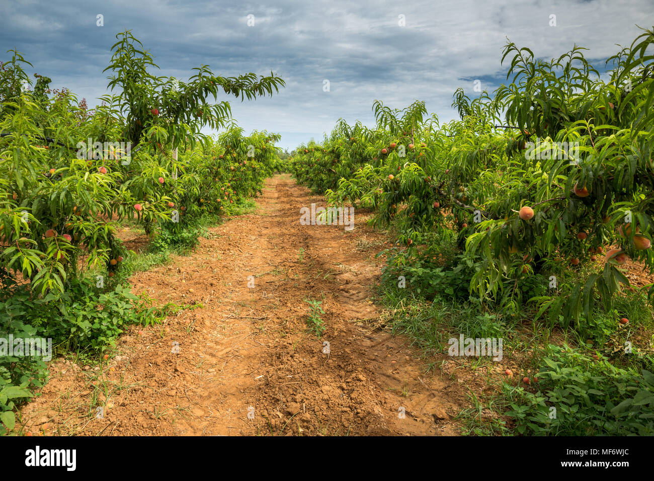 Peach orchard hi-res stock photography and images - Alamy