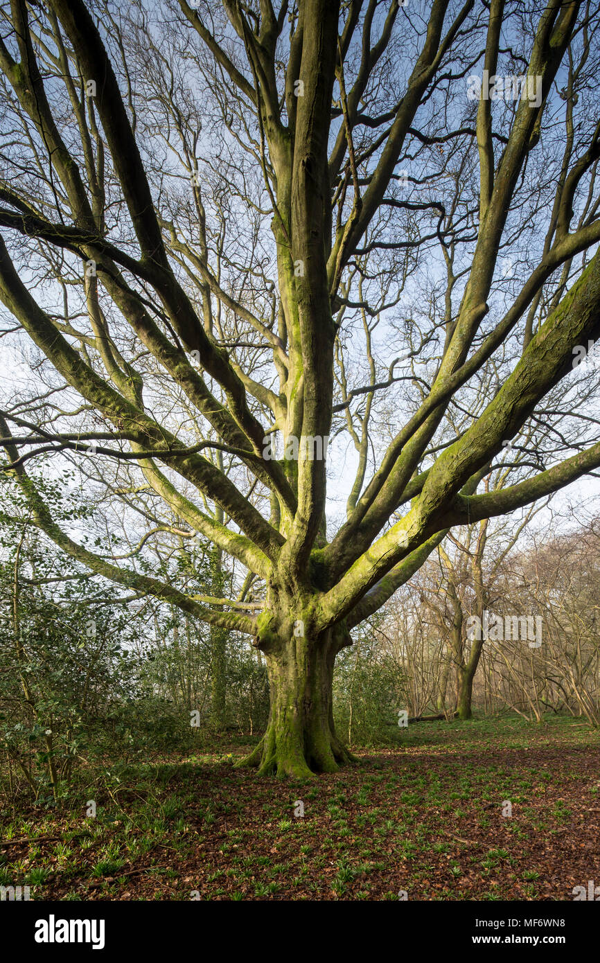 Pollarded beech hi-res stock photography and images - Alamy