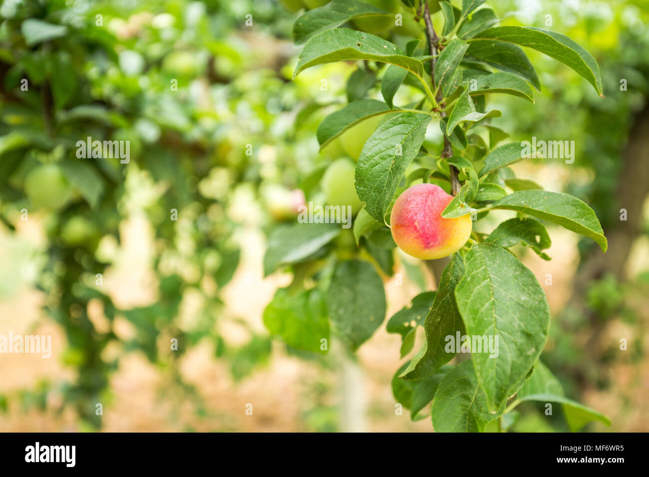 Plum on the branch hi-res stock photography and images - Alamy