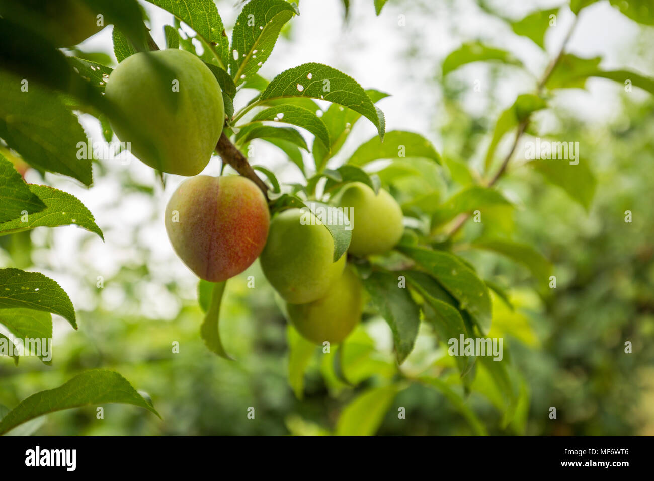 Unripe plums hi-res stock photography and images - Alamy