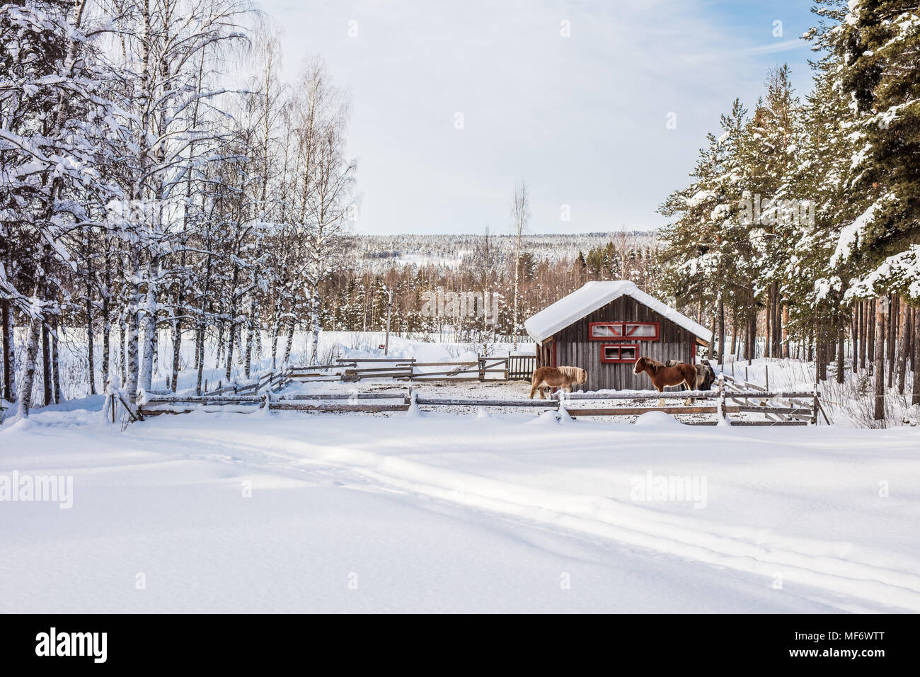 Horses in snow landscape hi-res stock photography and images - Alamy