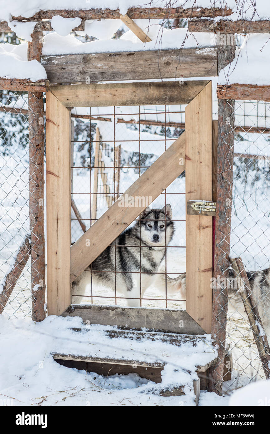 Dog behind gate hi-res stock photography and images - Alamy