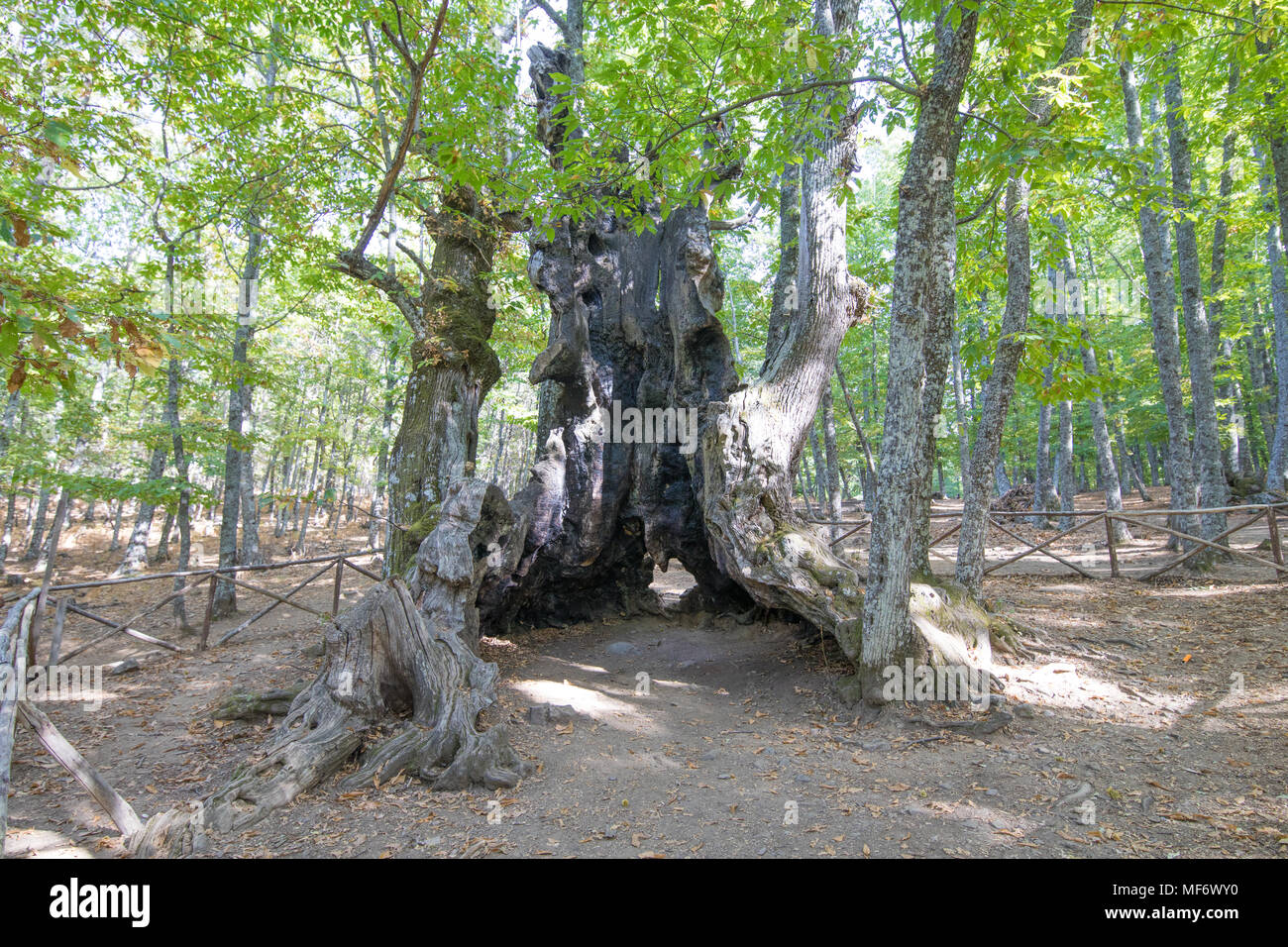 great open in cave trunk ancient six hundred years old chestnut tree ...