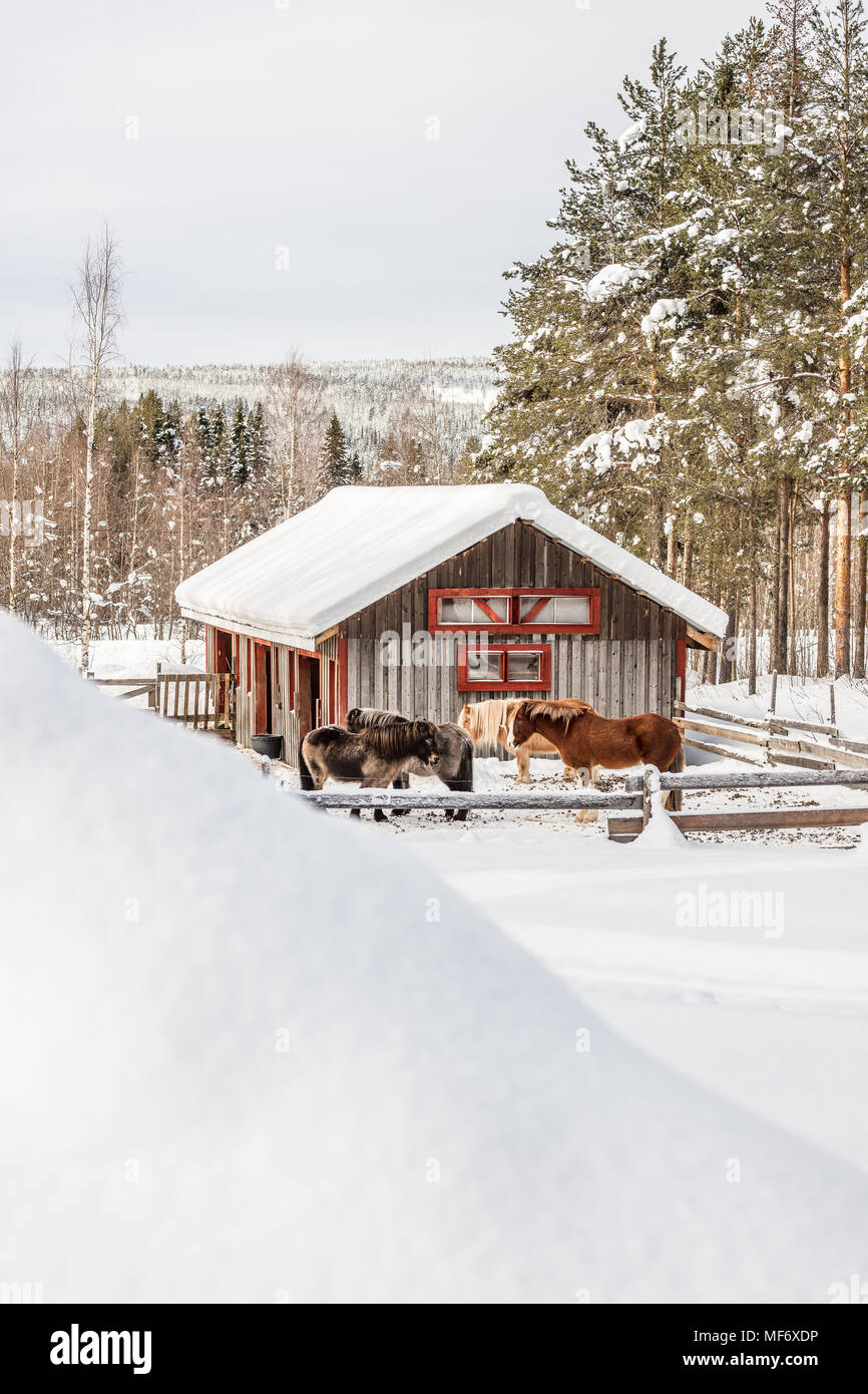 Snowy stable with horses in front and a beautiful winter landscape in ...