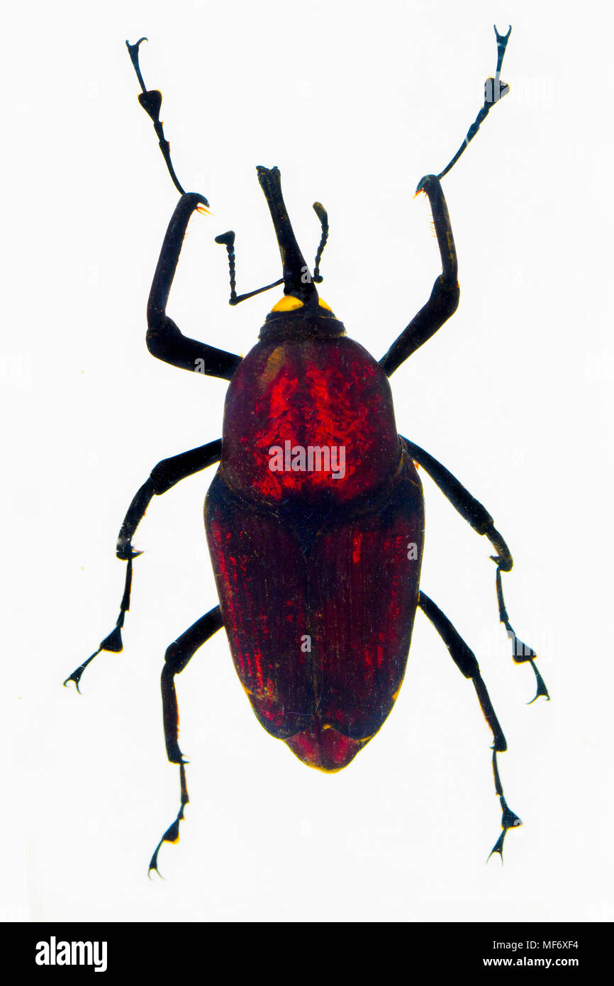 Long nose jungle beetle Cut Out Stock Images & Pictures - Alamy
