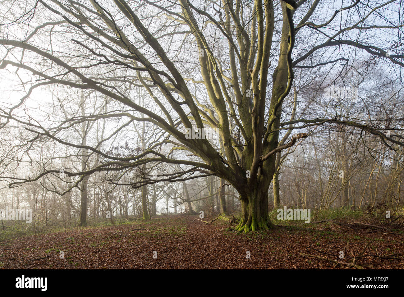 Mighty pollarded beech in woodland Stock Photo - Alamy