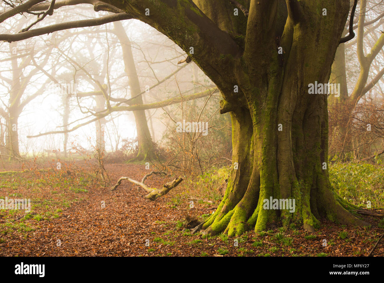 Mighty pollarded beech in woodland Stock Photo - Alamy