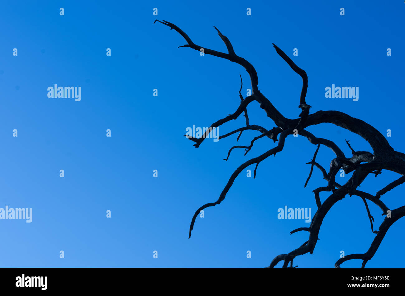 Plain tree hi-res stock photography and images - Alamy