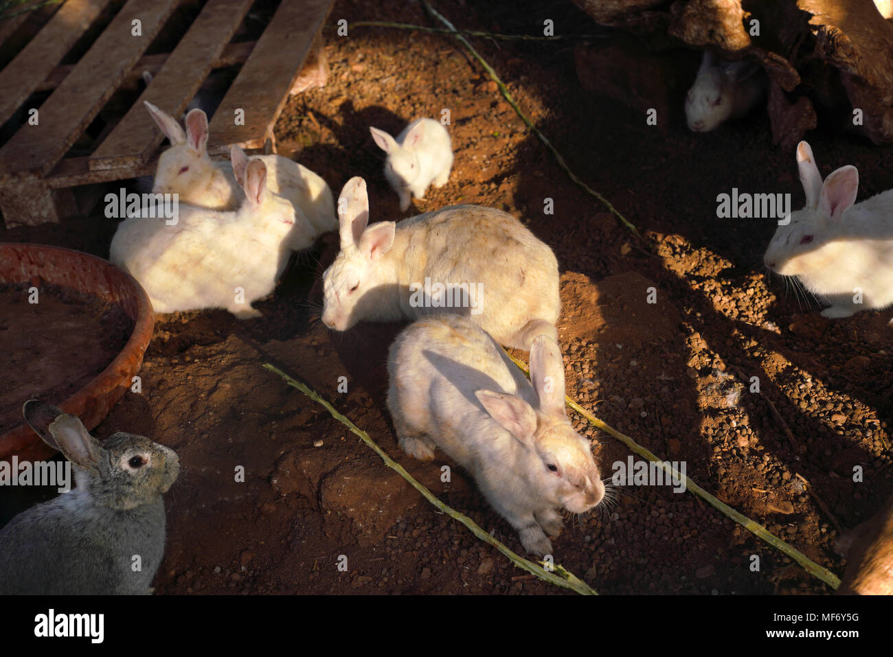 Group of rabbits sitting in the shelter Stock Photo - Alamy