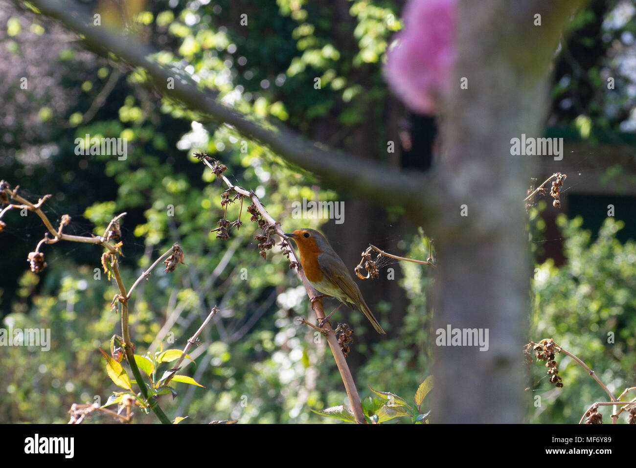 spring time has started Stock Photo - Alamy