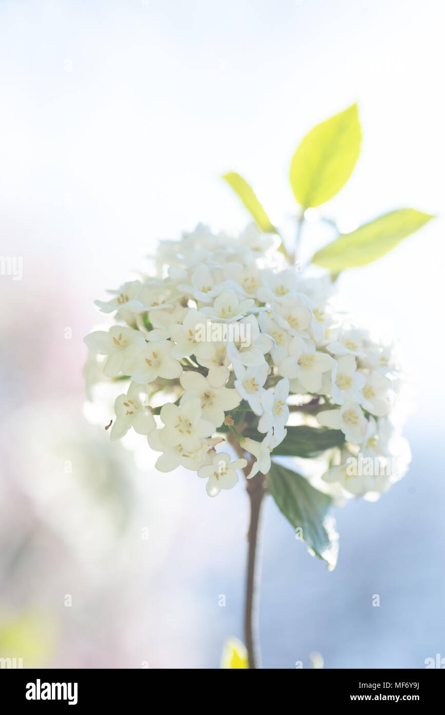 Started blossom hi-res stock photography and images - Alamy